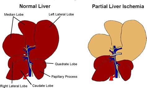 Mouse Liver Atlas At Ty Pace Blog