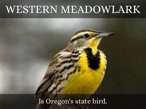 Oregon By Christophercolwell