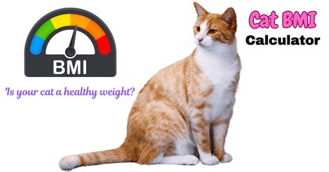 Cat Bmi Calculator A Handy Tool For Every Cat Owner