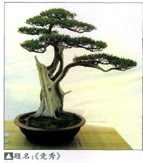 中国南阳盆景文化村 图片 PenJing8