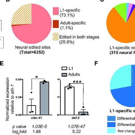 Neural Transcripts Show Increased Editing During Neural Development