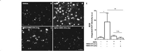 hMSC EVs rescue AβO induced ROS formation in hippocampal cultures a b