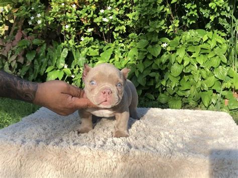 อเมริกันบูลลี่เพศผู้ Ennxo