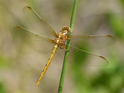 Free Images Wing Pond Insect Fauna Invertebrate Close Up