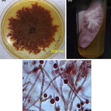 The Morphology Of Monascus Appearance Of Monascus In A Plate And B