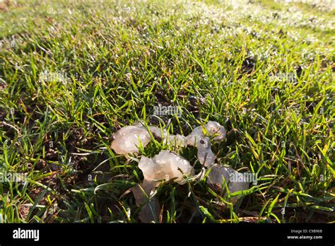 Mysterious Unidentified Jelly Substance Lying On The Grass On The