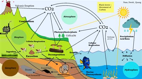 Carbon Cycle Project By Quang Kien Le On Prezi