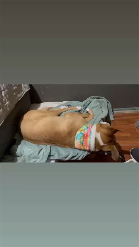 Distemper Survivor Rdogadvice