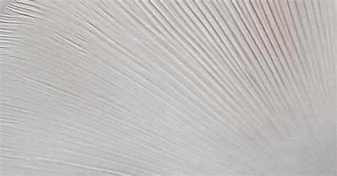 Mushroom Spore Print Album On Imgur