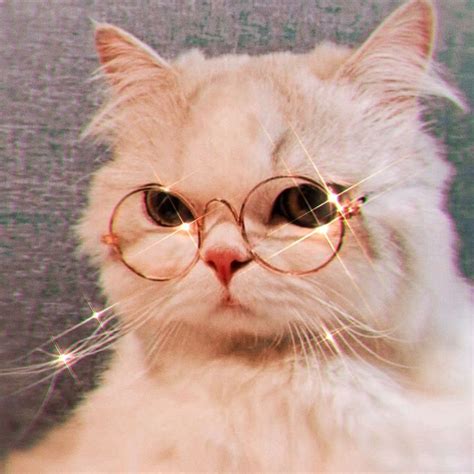 Americas Top 10 Most Popular Cat Breeds Top 10 Most Popular Cat Breeds