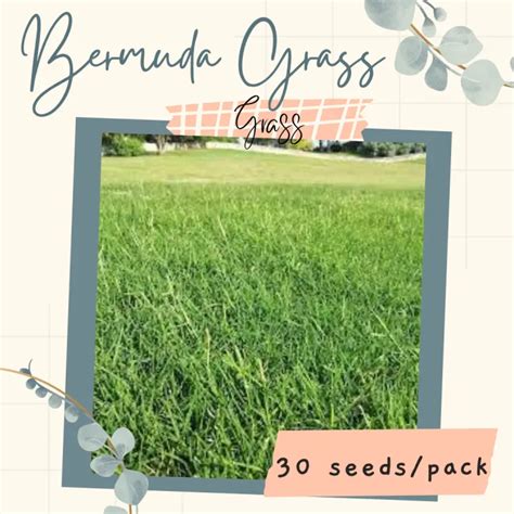 Bermuda Grass Seeds For Planting 30 Seeds Grass Lazada Ph