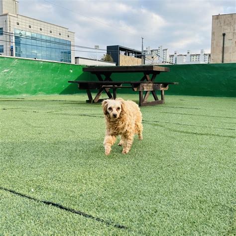 말티푸쫑이 강아지책임무료분양 강아지분양 고양이분양 컴투펫 시츄 셔틀랜드쉽독 말티푸 미니핀 치와와 요크셔테리어 포메라니안 말티즈 분양