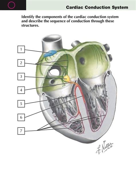 Pin On Ekg Physiology Ekg Nurse