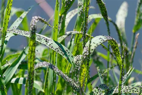 Premium Photo Lots Of Insects Crawling On The Grass