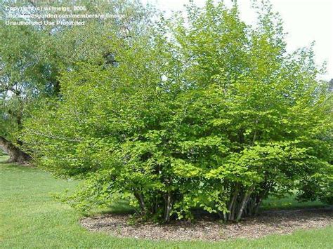 Desert Willow Bubba 30 Gallons Artofit