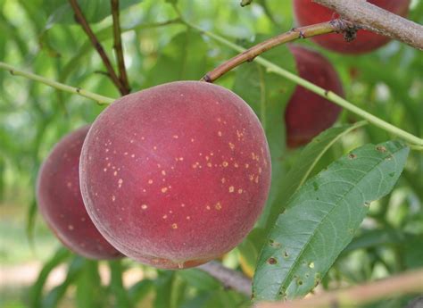 Diseases Of Peach Scouting Guide For Problems Of Fruit