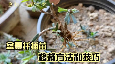 学做盆景 第33集 盆景扦插苗讲究移栽方法和技巧，成活率才高。 Youtube