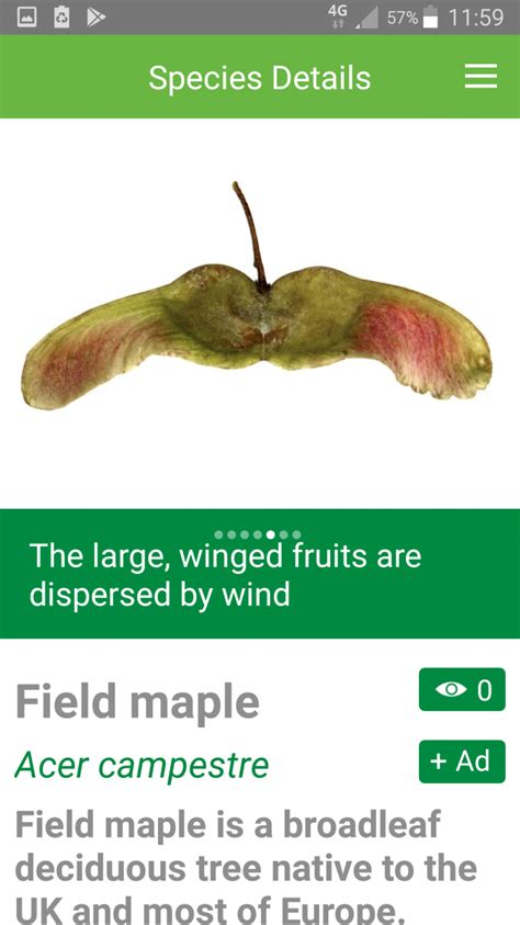 Tree Seed Identification BBC Gardeners World Magazine