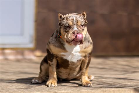 Ultimate Bully Roxy щенки питомника Ultimate Bully