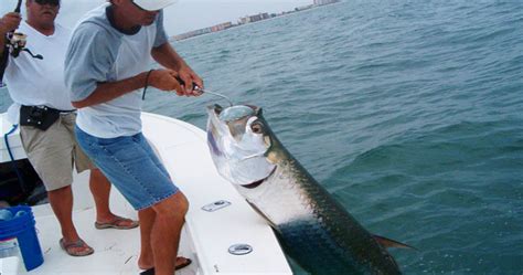Sight Fishing Charters In St Petersburg Fl Jawbreaker Charters