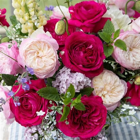 Rose Farmers Launching Deals