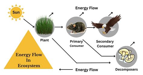 Energy Flow Through Ecosystem Diagram Energy Sun Metabolism