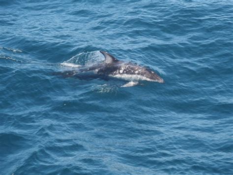 How Pacific White Sided Dolphins Navigate Through Echolocation