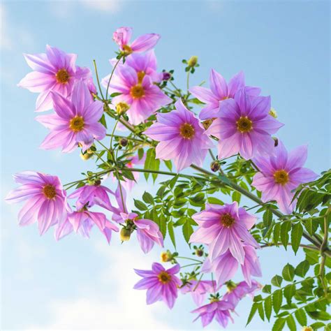 Dahlia Bulbs Imperialis Dahlia Tubers Eden Brothers