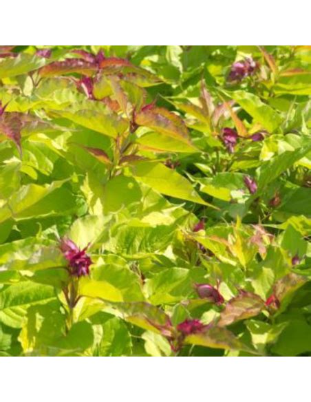 Arbre Aux Faisans Golden Lanterns Leycesteria Formosa Golden Lanterns