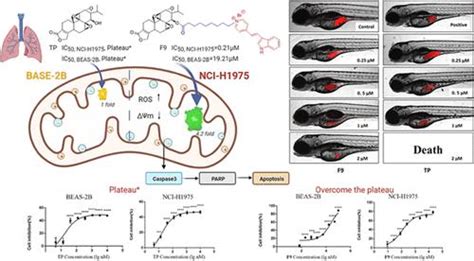 雷公藤甲素线粒体靶向衍生化的选择性抗肿瘤作用和较低毒性journal Of Medicinal Chemistry X Mol