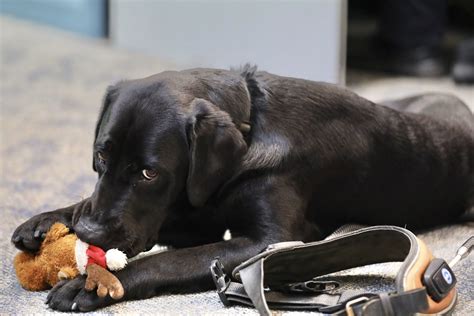 Davey The Pup Update Moreton