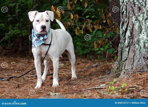 88 White Boxer Pitbull Mix Puppy L2sanpiero