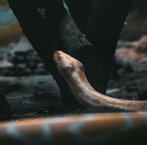 【簡単入門】pythonの環境構築をする方法（windows編） Fiora Web