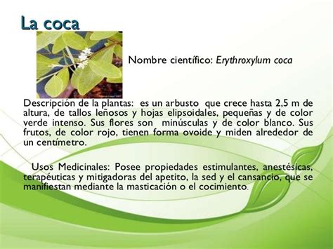 Pin On Healing Herbs Plantas Medicinales