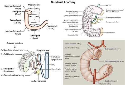 Duodenum Anatomy Anatomy Of Duodenum Duodenum Structure Ppt Of