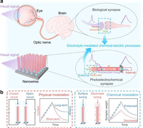 Optoelectronic Synapses With Chemical Electric Behaviors In Gallium