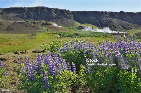 유명한 아이슬란드 보라 빛 개화 꽃 김 산 경치 보기에 뜨거운 Creeks 및 아이슬란드에 대 한 일반적인 말 0명에 대한 스톡 사진 및 기타 이미지 Istock