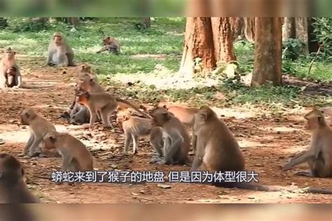 6米巨蟒生吞一只猴子，却惨遭猴群集体报复，结局看着真绝望