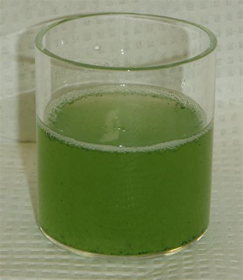 Algae Corner What Are Algae Sepro Corporation