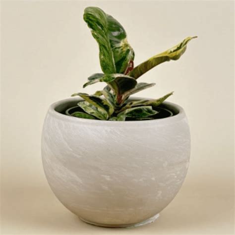 Ficus Shivereana Uncle Johns Home And Garden