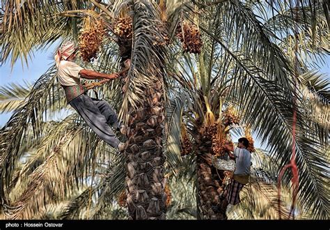 خوزستان 80 درصد نخیلات بهبهان بدلیل کمبود آب نابود شدند اخبار استانها