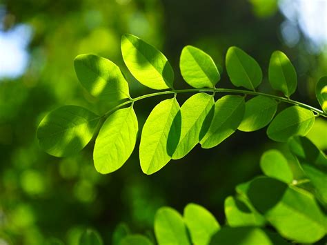 Qué son las plantas 20 palabras