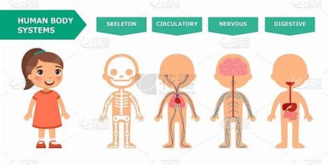 人体结构 儿童解剖学。素材 花瓣网