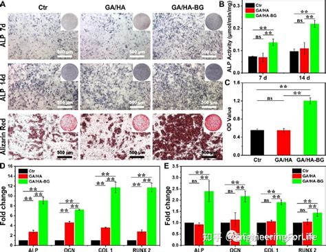 《acs Ami》新发现：复合水凝胶竟然可以仿生骨膜！协同成骨成血管促进骨缺损修复 知乎