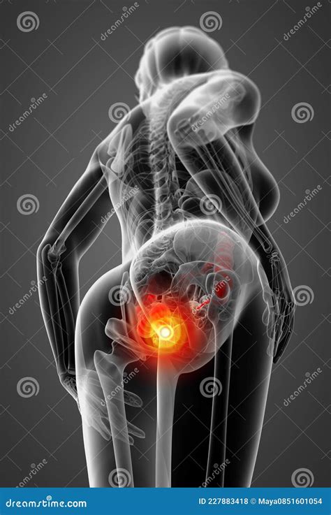 Female Anatomy Large Intestine Stock Illustration Illustration Of