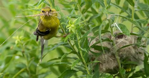 Nesting Behaviors Of The American Goldfinch Nest Box Live
