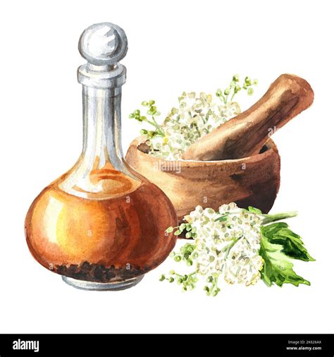 Meadowsweet Or Spiraea Ulmaria Homemade Tincture Medical Herb Plant