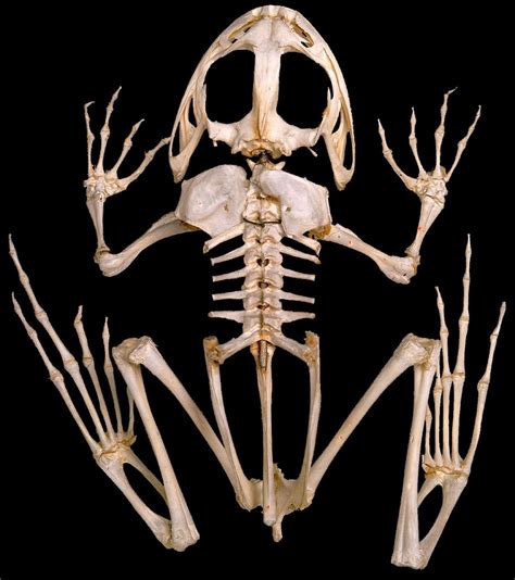 Most Bones Of Frog Diagram Quizlet