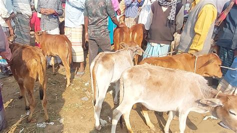 আজ ১২ ফেব্রুয়ারি ব্রাহ্মণবাড়িয়া খামারী কেমন দামে সবচেয়ে ছোট ছোট