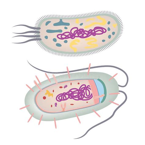 The Structure Of The Bacteria Single Celled Organism Stock Vector Illustration Of Element